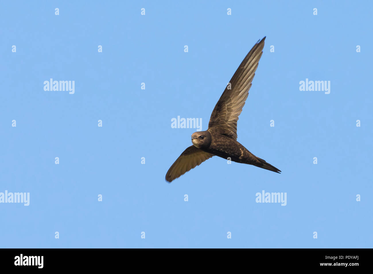 Flying Common Swift; Apus apus Stock Photo - Alamy