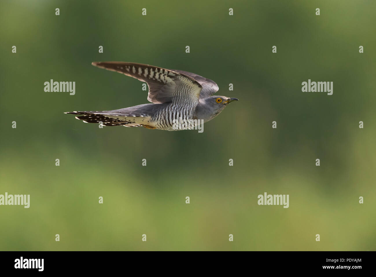 Flying Common Cuckoo; Cuculus canorus Stock Photo - Alamy