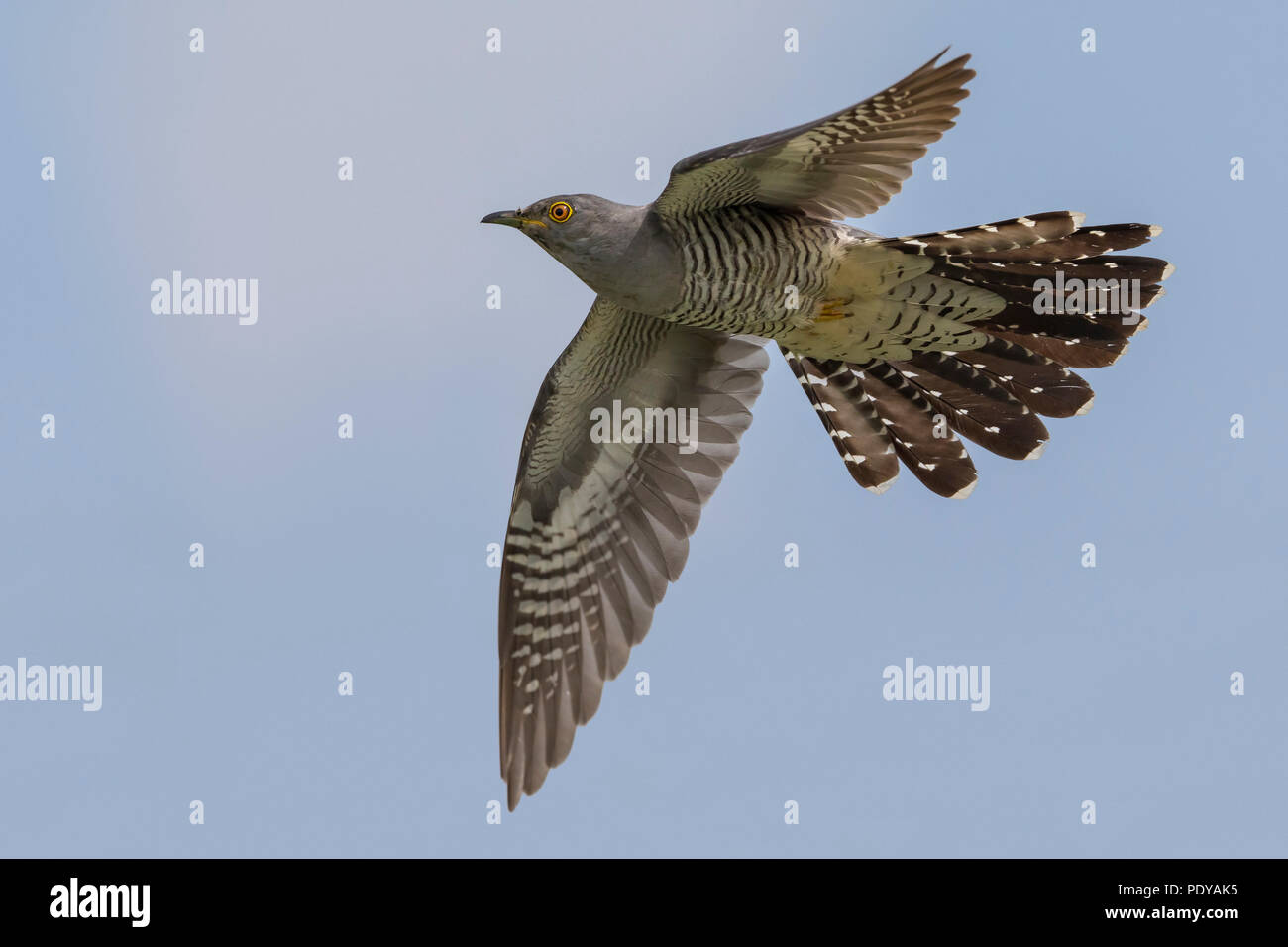 Flying Common Cuckoo; Cuculus canorus Stock Photo - Alamy