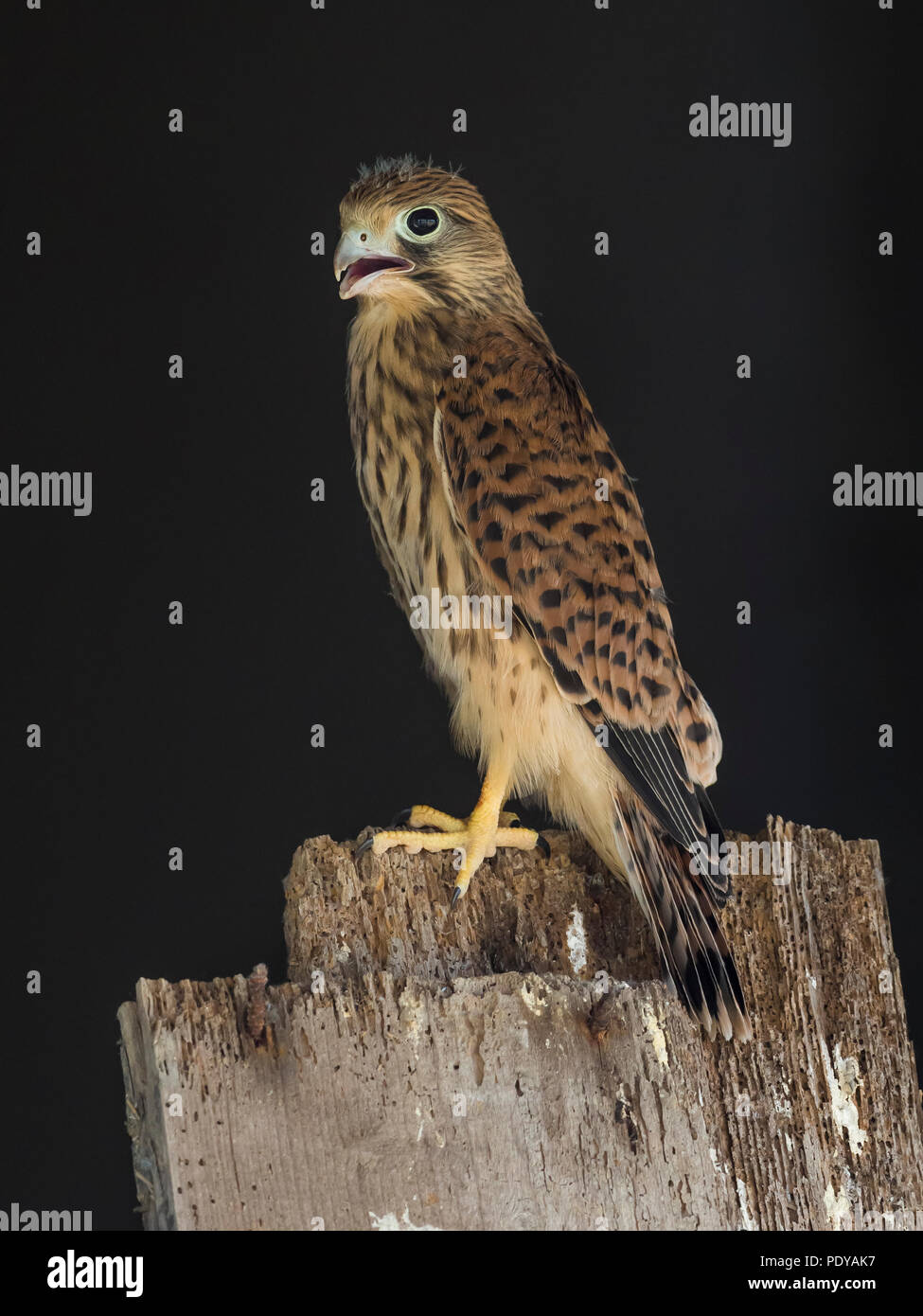 Lesser kestrel hi-res stock photography and images - Alamy