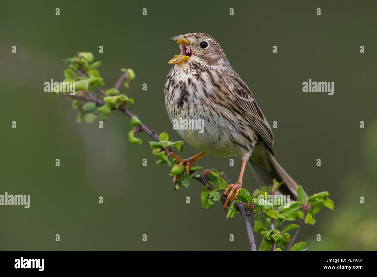 Grauwe Gors; Miliaria calandra Stock Photo - Alamy