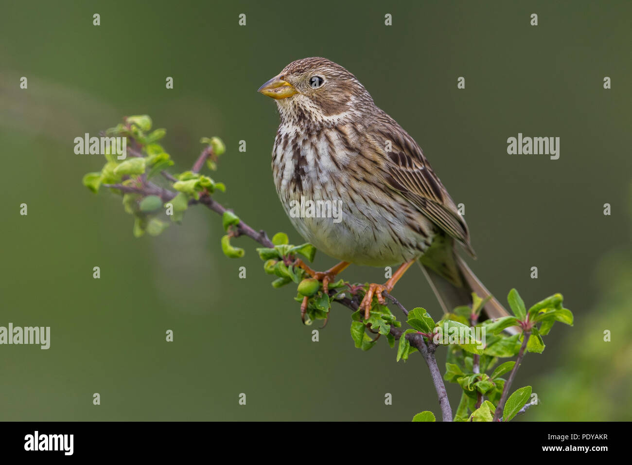 Grauwe Gors; Miliaria calandra Stock Photo - Alamy