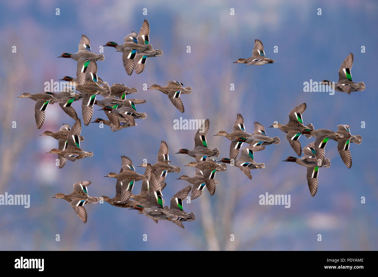 Common teals hi-res stock photography and images - Alamy