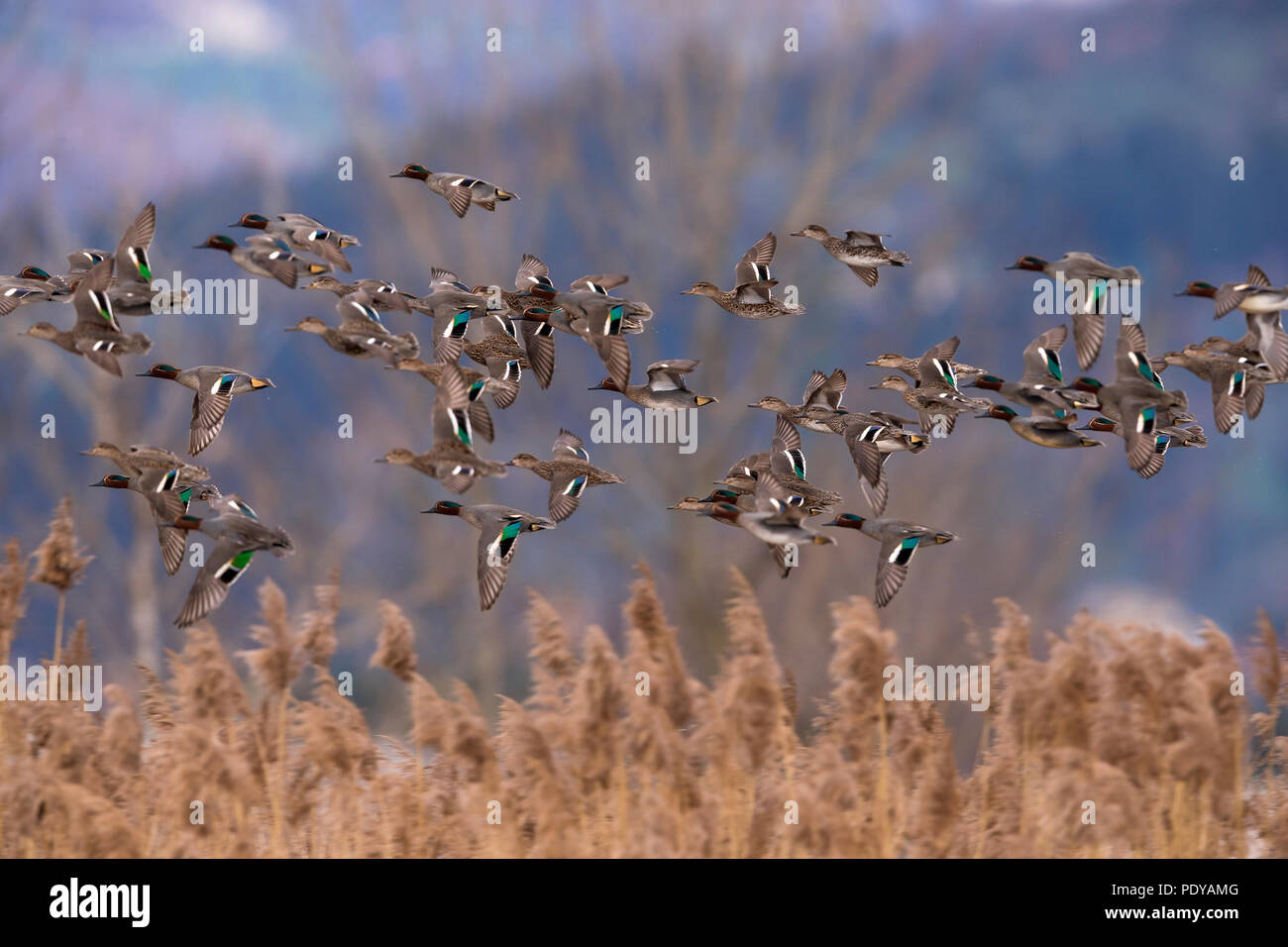 Flock of flying Common Teals; Anas crecca Stock Photo - Alamy