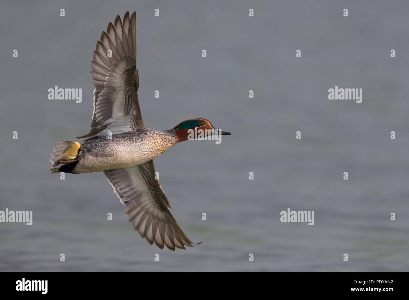 Teal flying bird hi-res stock photography and images - Alamy