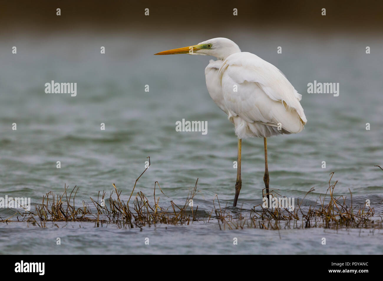Egretta alba hi-res stock photography and images - Alamy