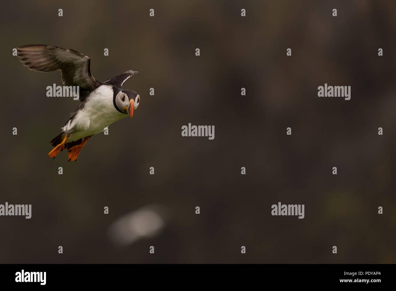an Atlantic puffin in flight Stock Photo - Alamy