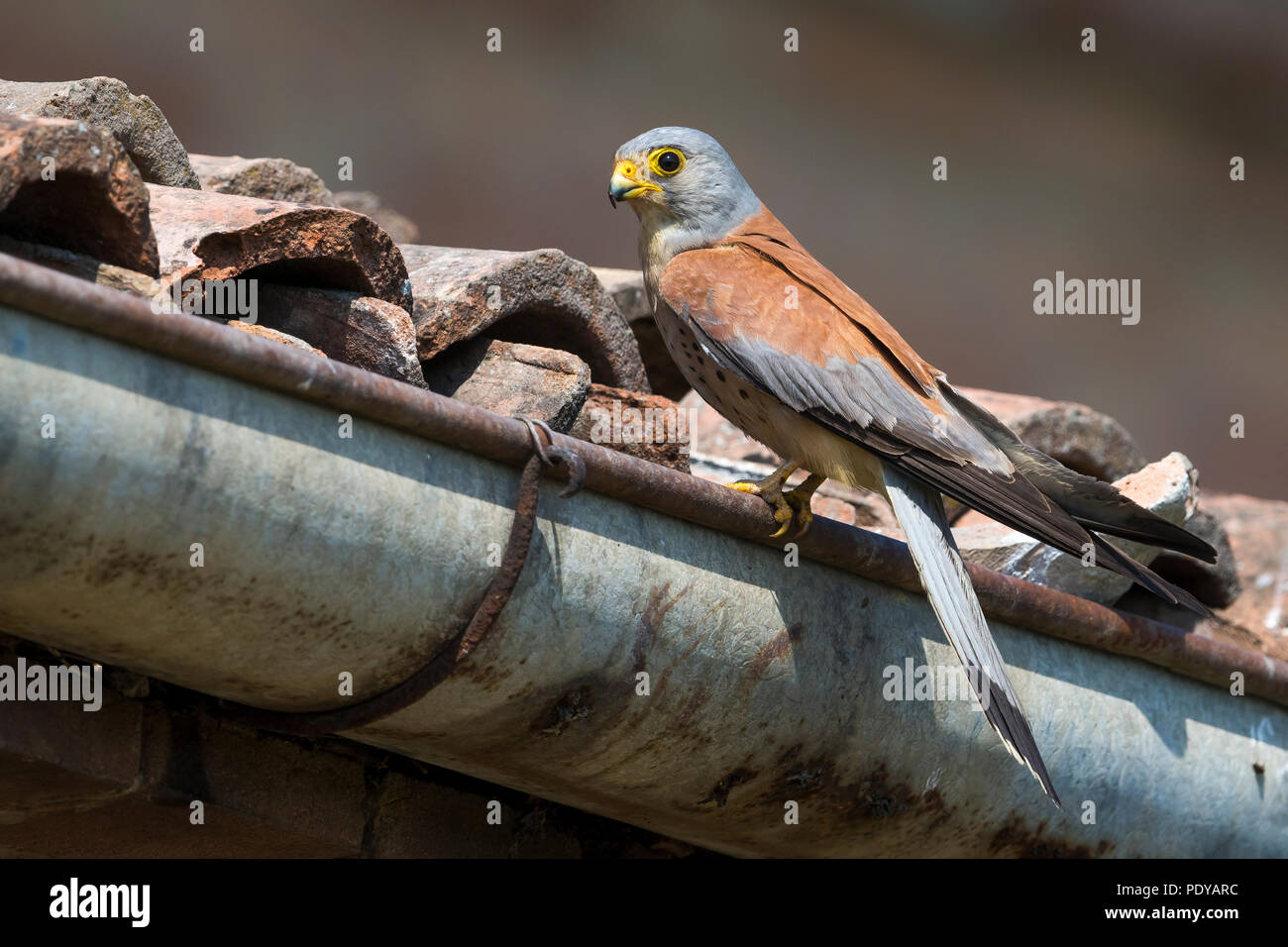 Kestrel on roof hi-res stock photography and images - Alamy