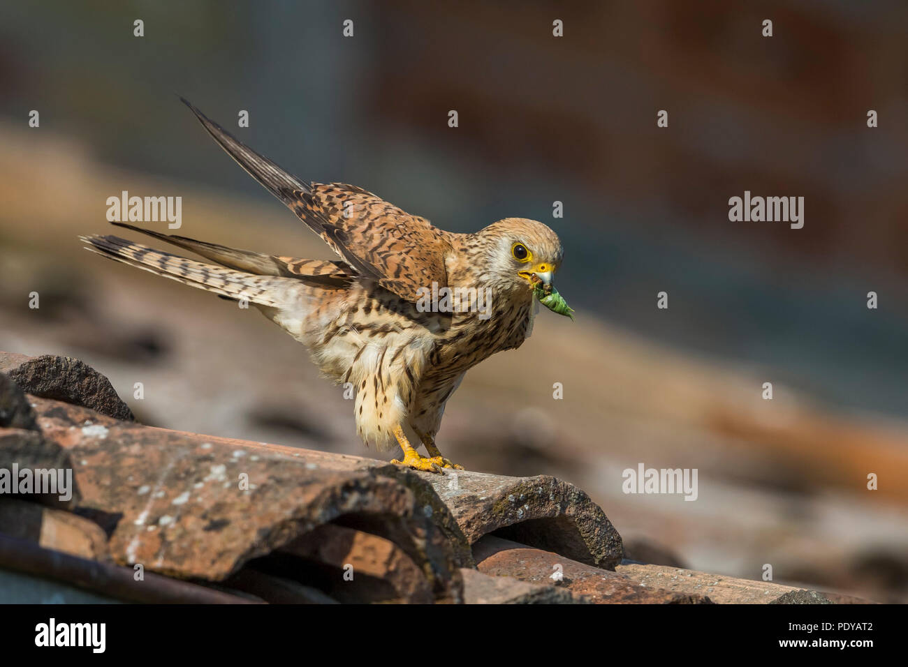 Kestrel on roof hi-res stock photography and images - Alamy
