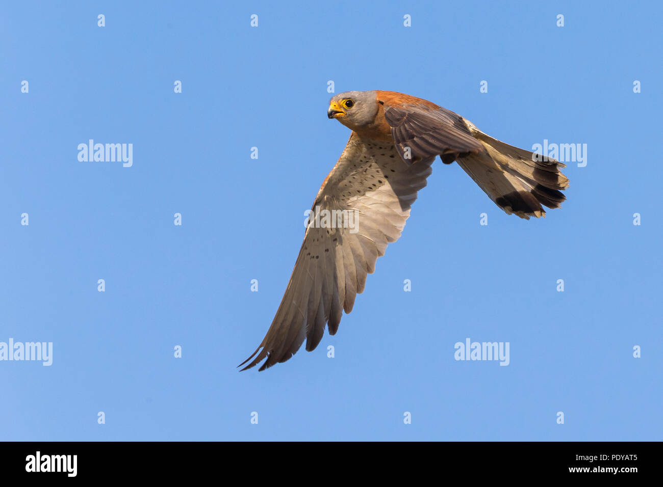 Flying Lesser Kestrel (Falco naumanni Stock Photo - Alamy