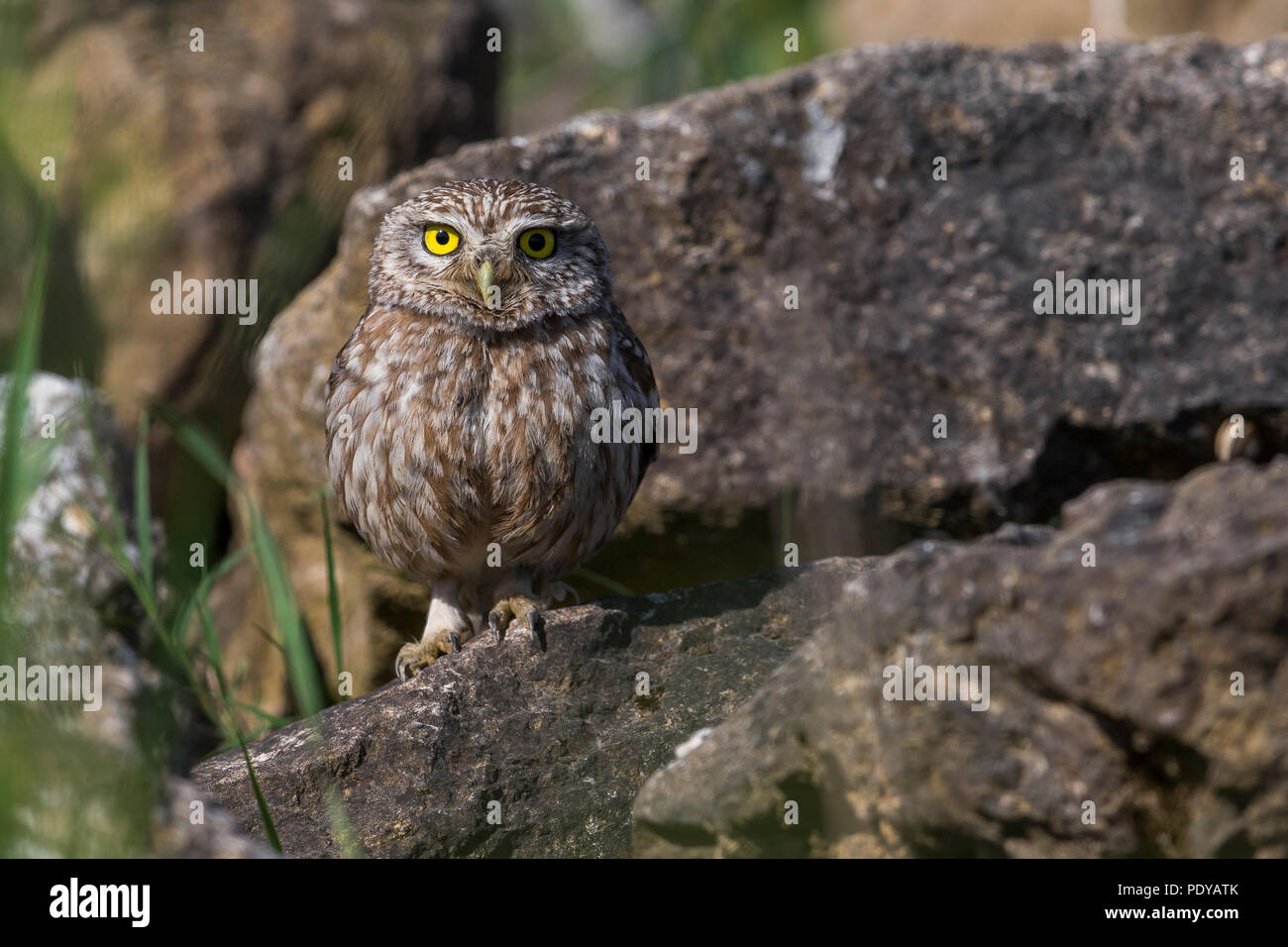 Noctua hi-res stock photography and images - Alamy