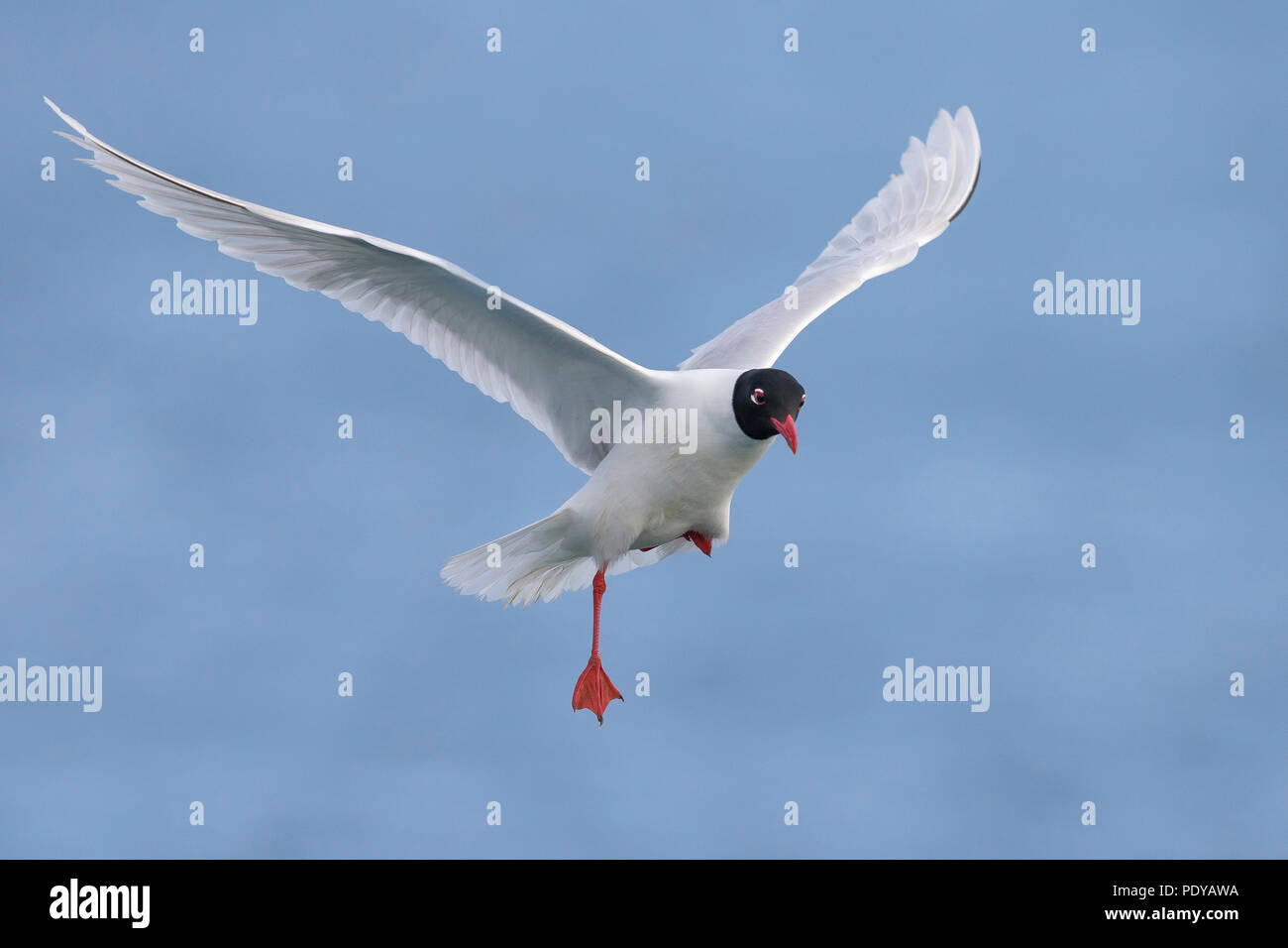 Adult Mediterranean Gull in breeding plumage flying Stock Photo - Alamy