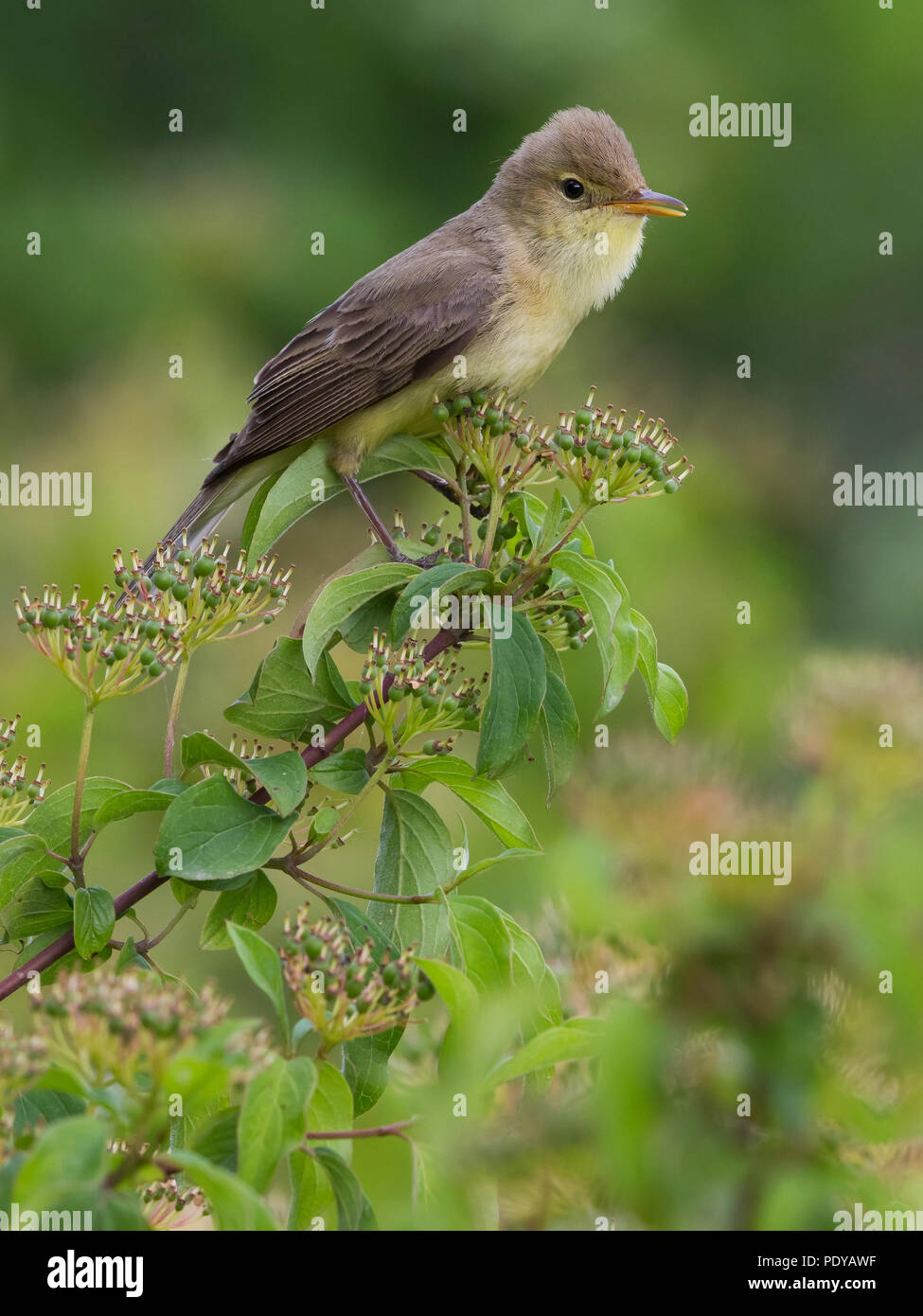 Polyglotta High Resolution Stock Photography and Images - Alamy