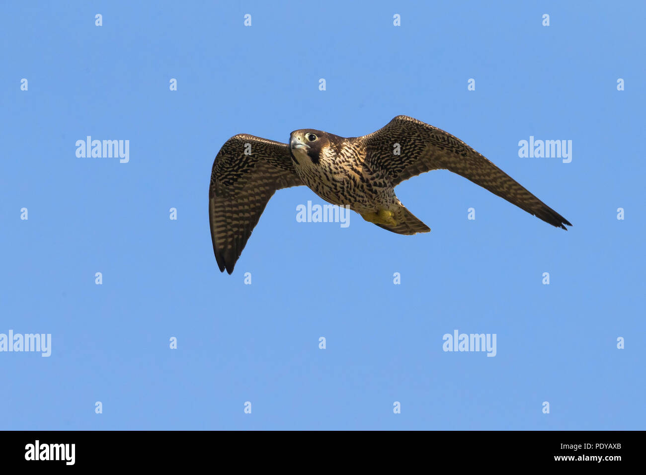 Flying peregrine falcon hi-res stock photography and images - Alamy