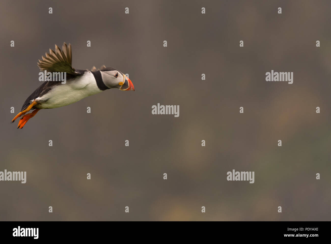 an Atlantic puffin in flight Stock Photo - Alamy