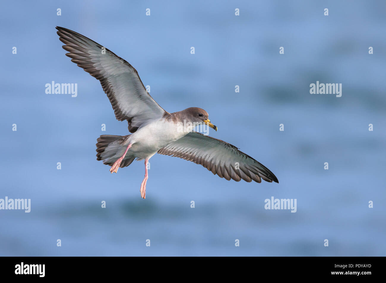 Flying Scopoli's Shearwater; Calonectris diomedea Stock Photo - Alamy