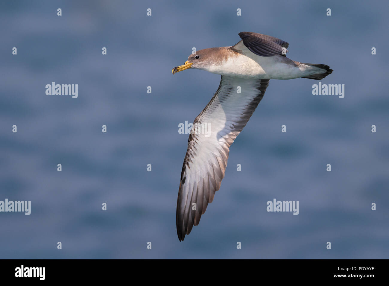 Flying Scopoli's Shearwater; Calonectris diomedea Stock Photo - Alamy