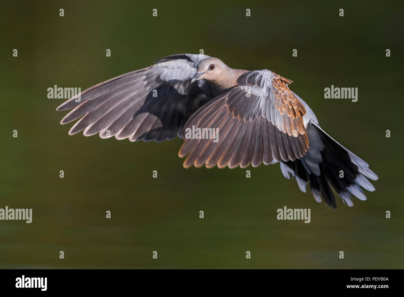 Flying Turtle Dove; Streptopelia turtur Stock Photo - Alamy
