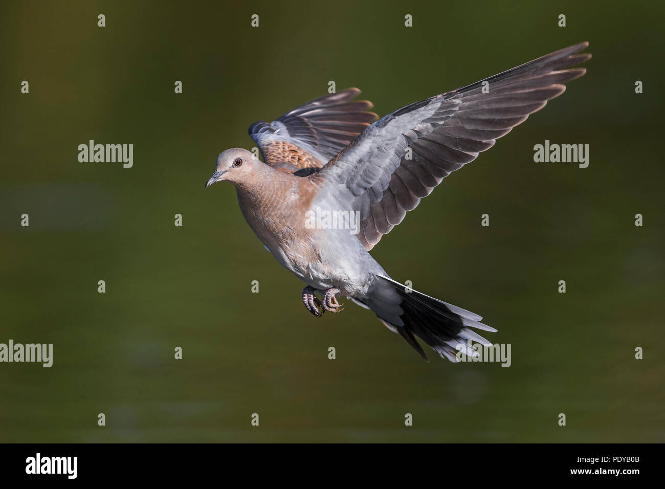 Flying Turtle Dove; Streptopelia turtur Stock Photo - Alamy