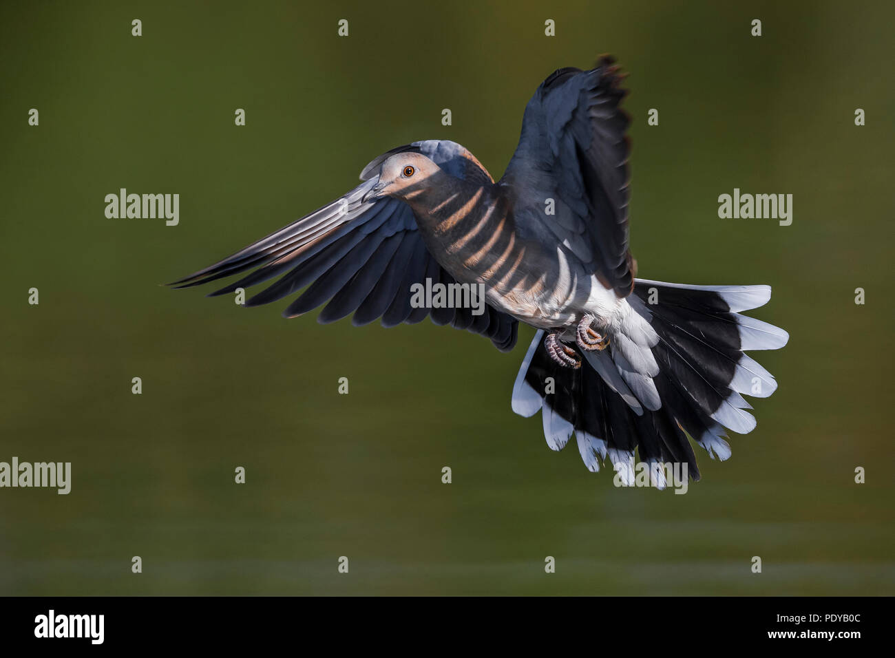 Flying Turtle Dove; Streptopelia turtur Stock Photo - Alamy