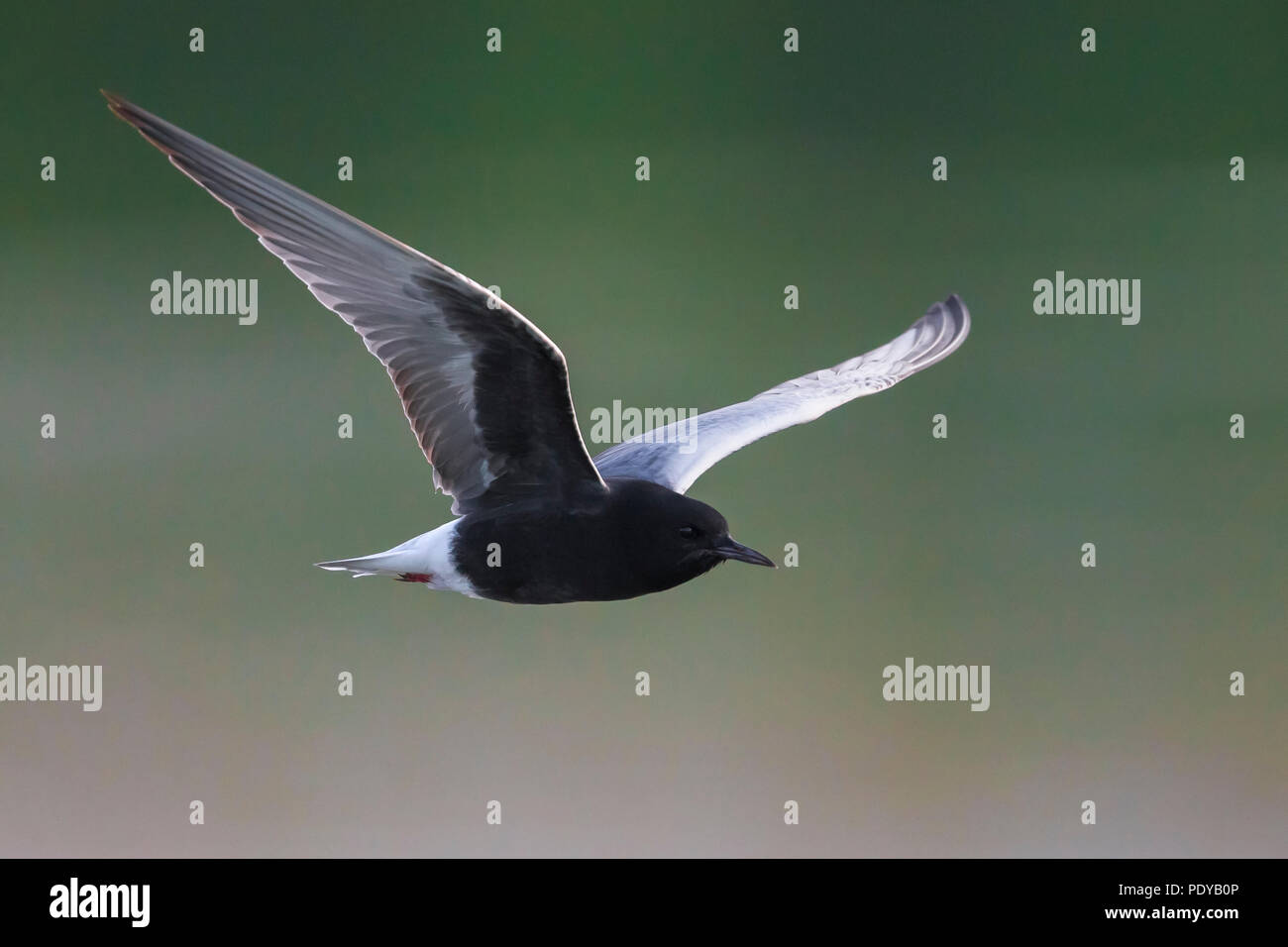 Flying White-winged Tern; Chlydonia leucopterus Stock Photo - Alamy