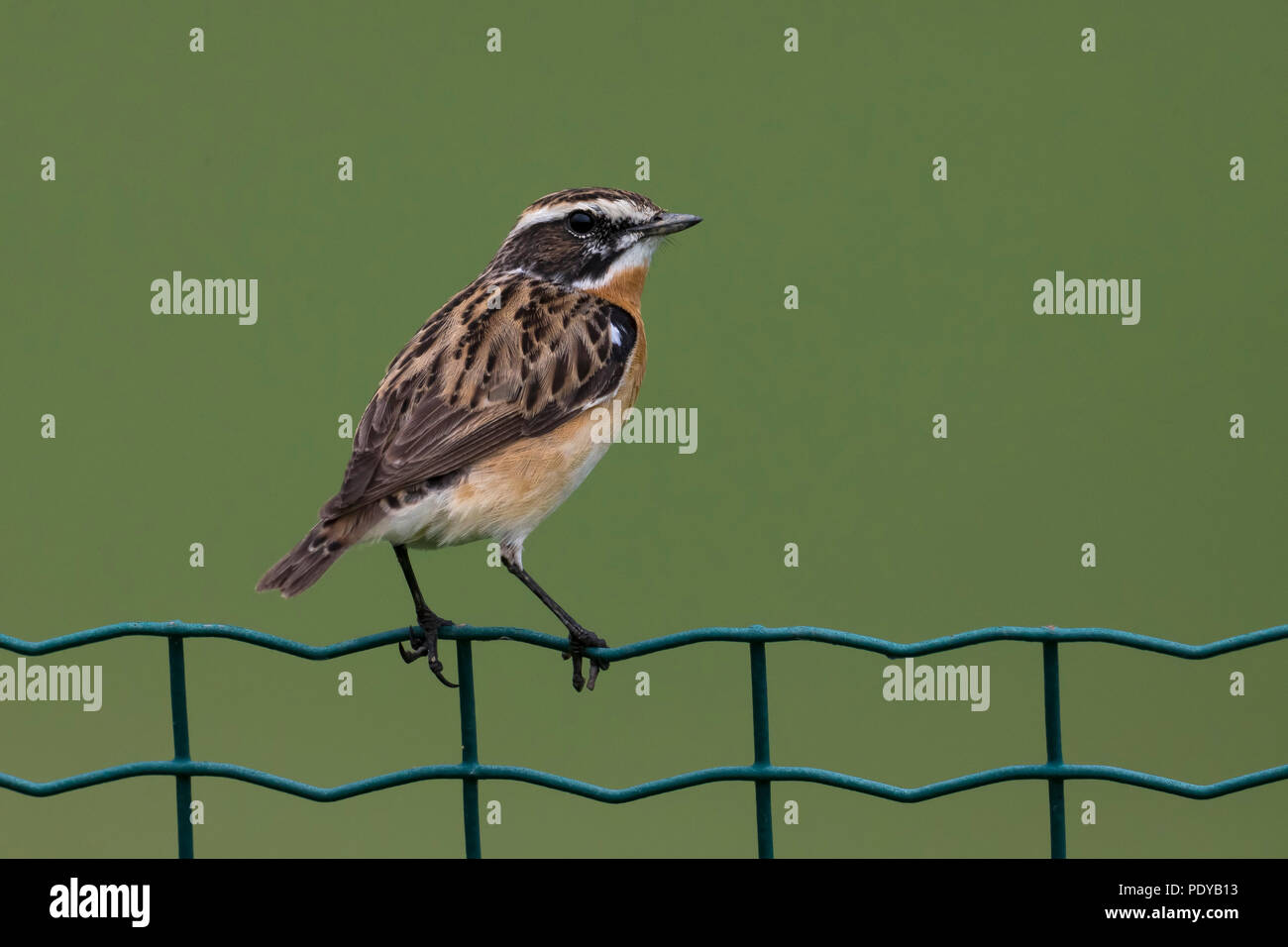 Winchat hi-res stock photography and images - Alamy