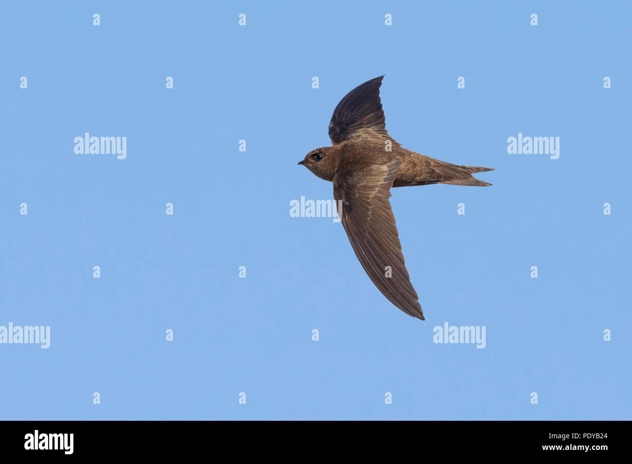 Cape Verde Swift; Apus alexandri Stock Photo - Alamy