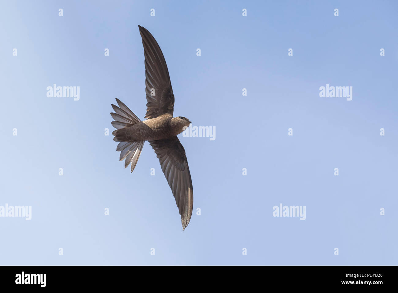 Cape Verde Swift; Apus alexandri Stock Photo - Alamy