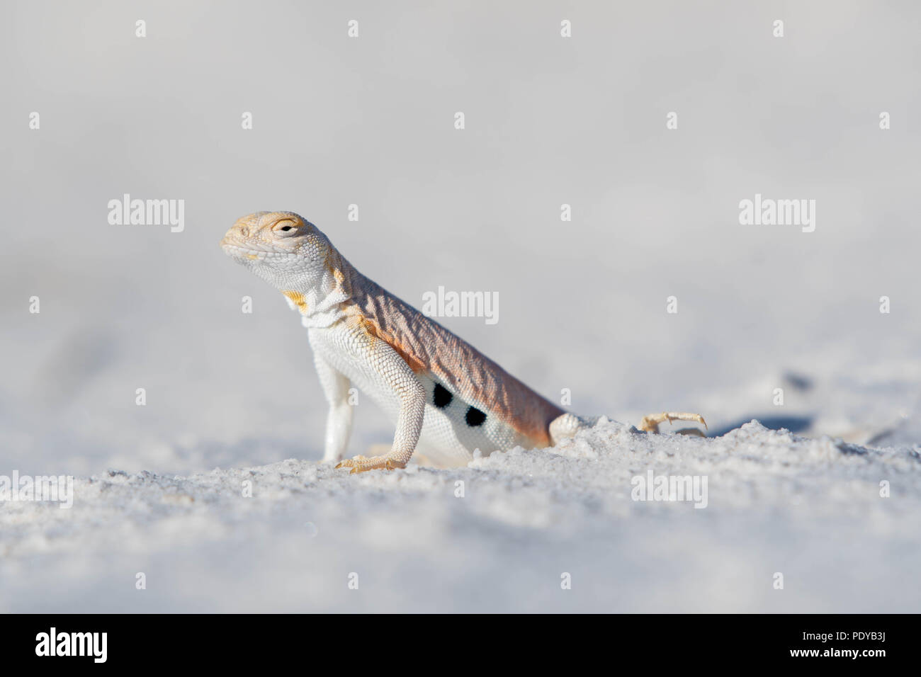 Female Bleached Earless Lizard, (Holbrookia maculata ruthveni), in ...