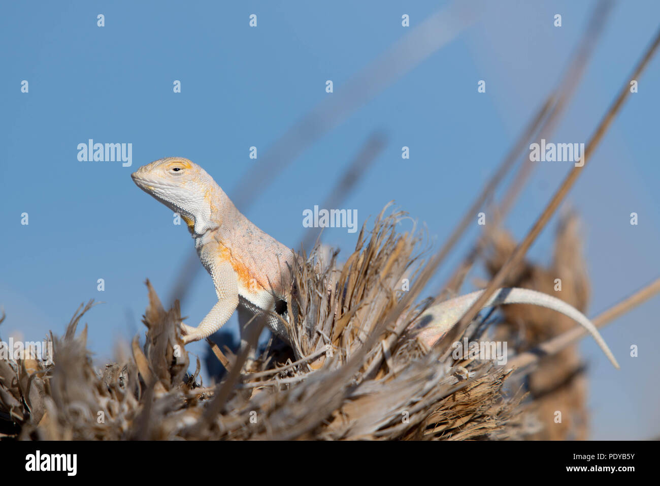 Female Bleached Earless Lizard, (Holbrookia maculata ruthveni), in ...