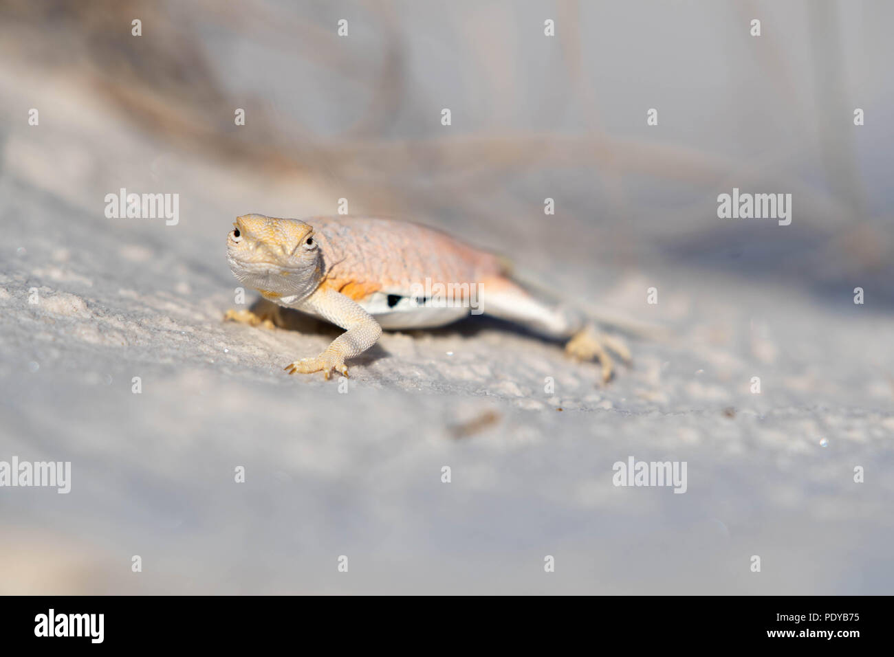 Female Bleached Earless Lizard, (Holbrookia maculata ruthveni), in ...