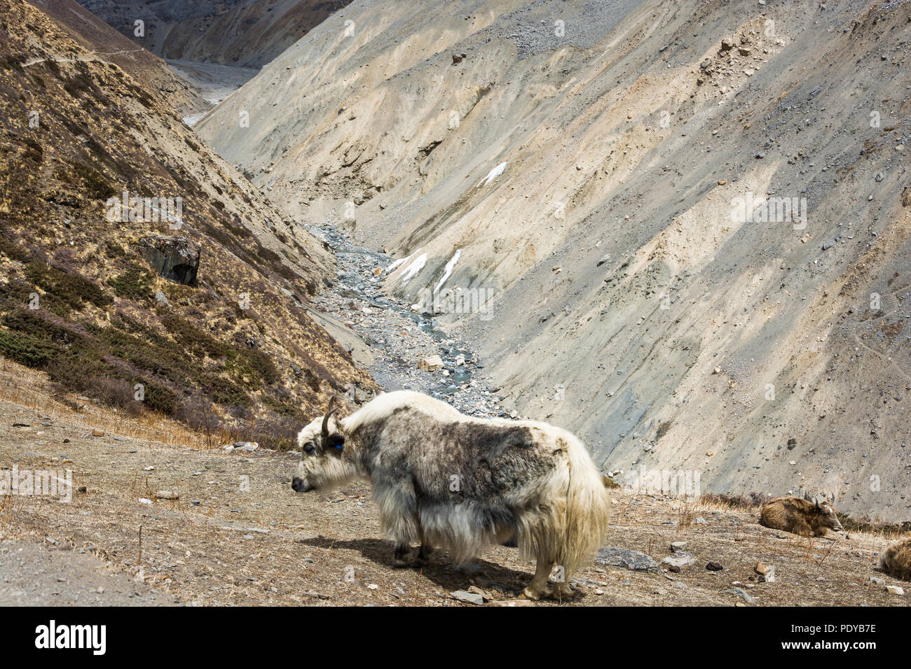 Big hairy yaks high in the Himalayan mountains on spring day, Nepal ...