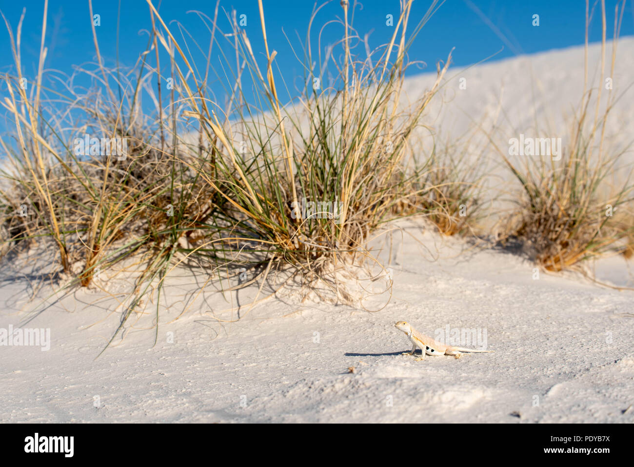 Female Bleached Earless Lizard, (Holbrookia maculata ruthveni), in ...