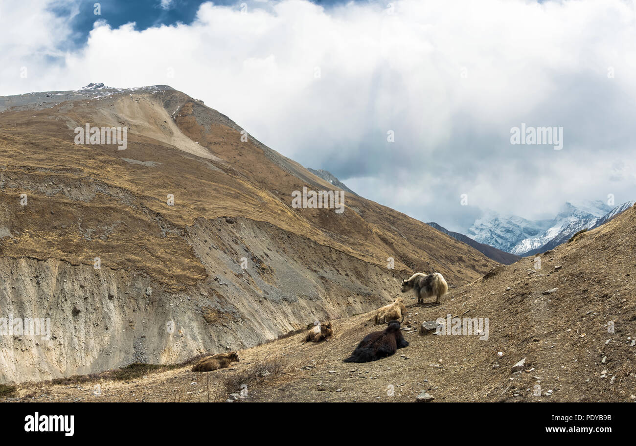 Big hairy yaks high in the Himalayan mountains on spring day, Nepal ...