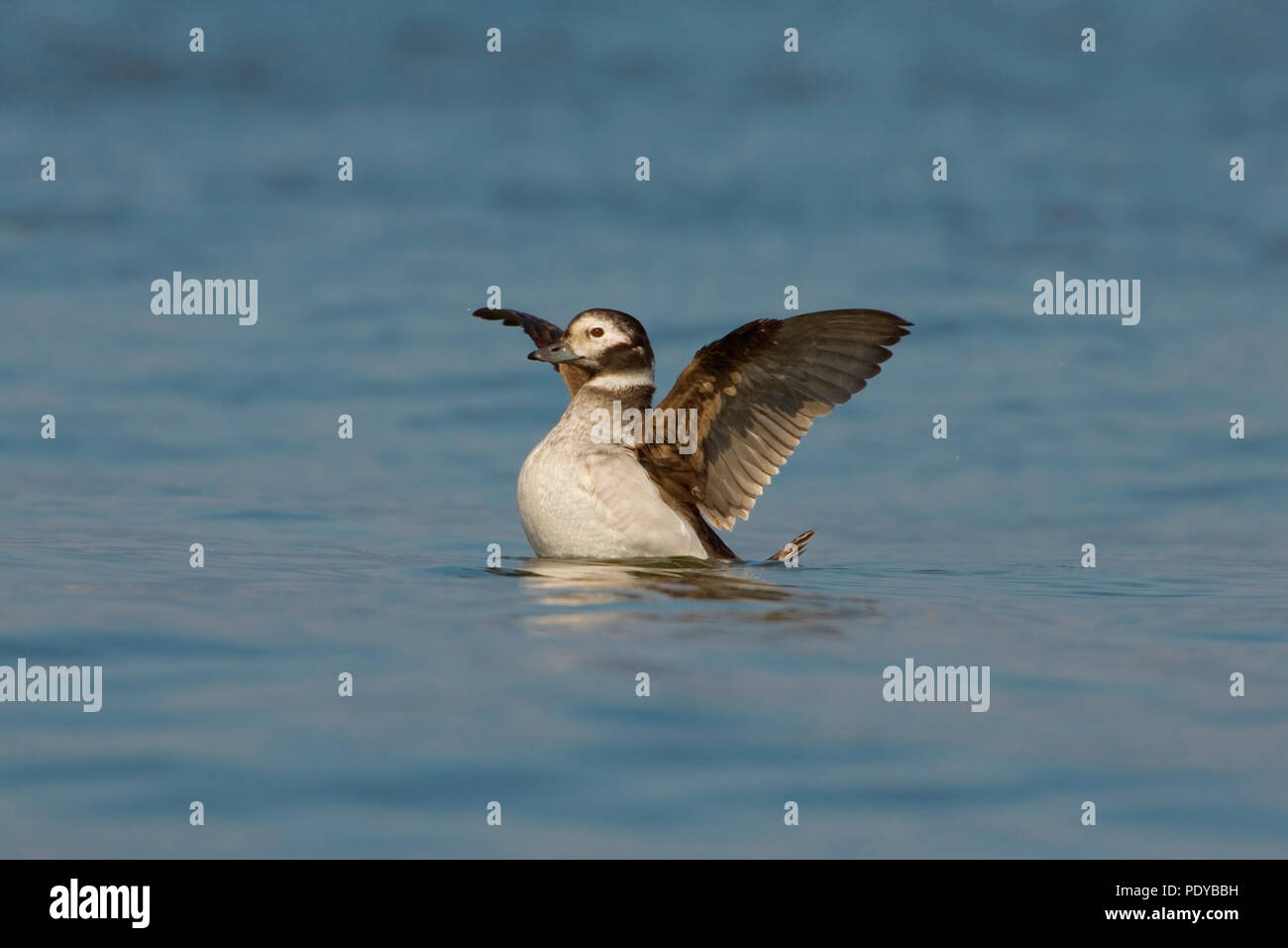 Harbour insects hi-res stock photography and images - Alamy