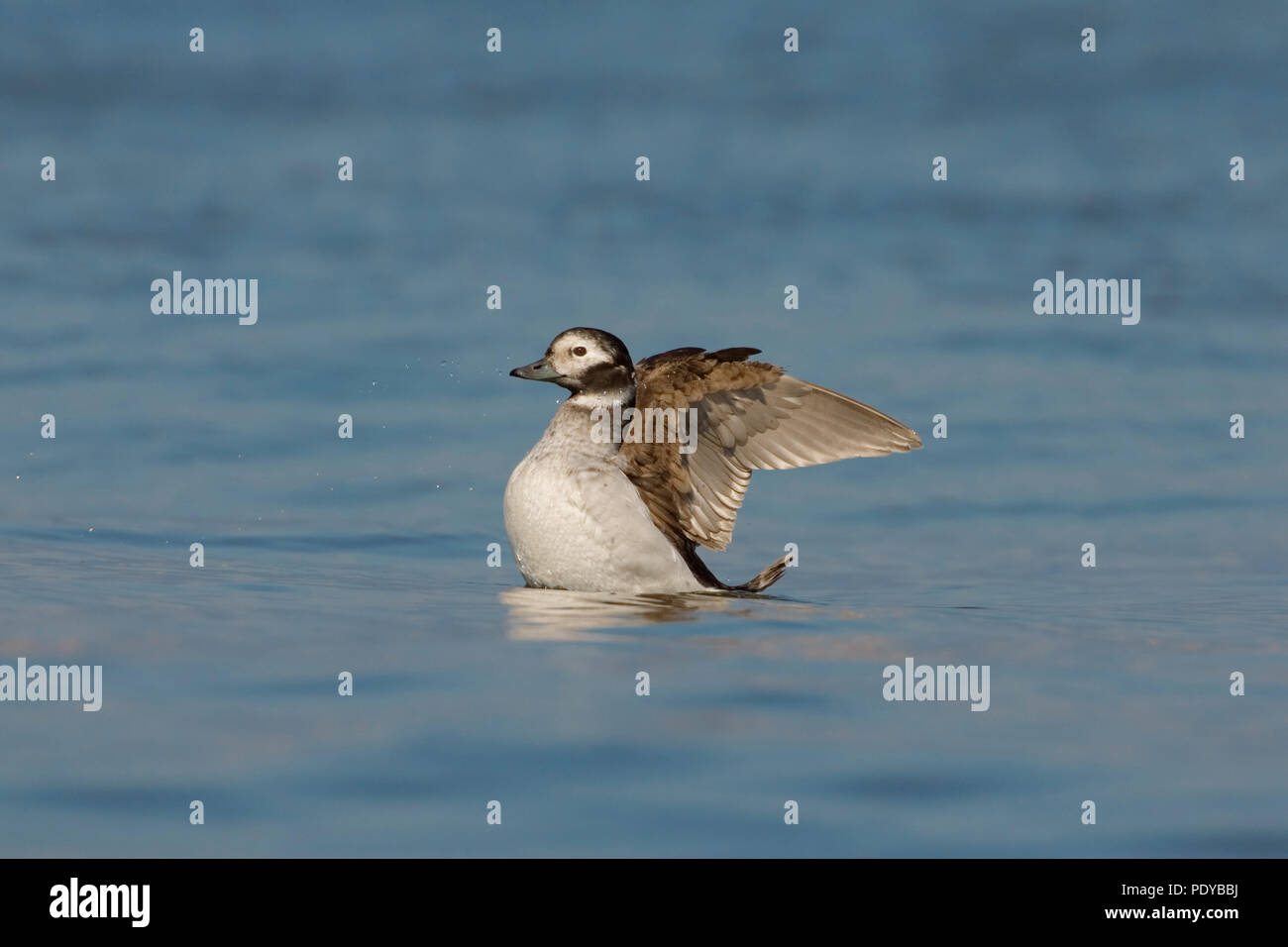 Harbour insects hi-res stock photography and images - Alamy