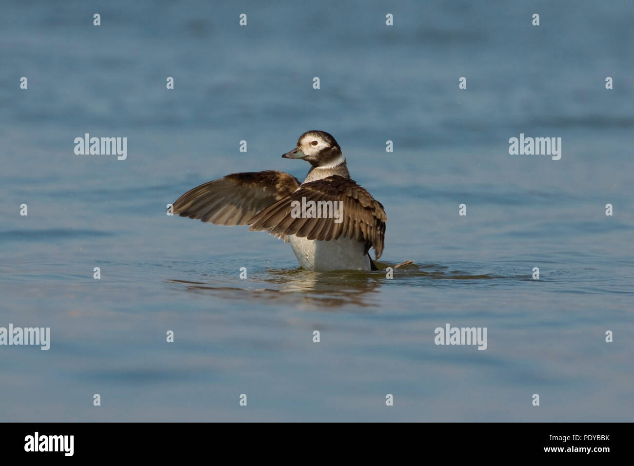 Harbour insects hi-res stock photography and images - Alamy