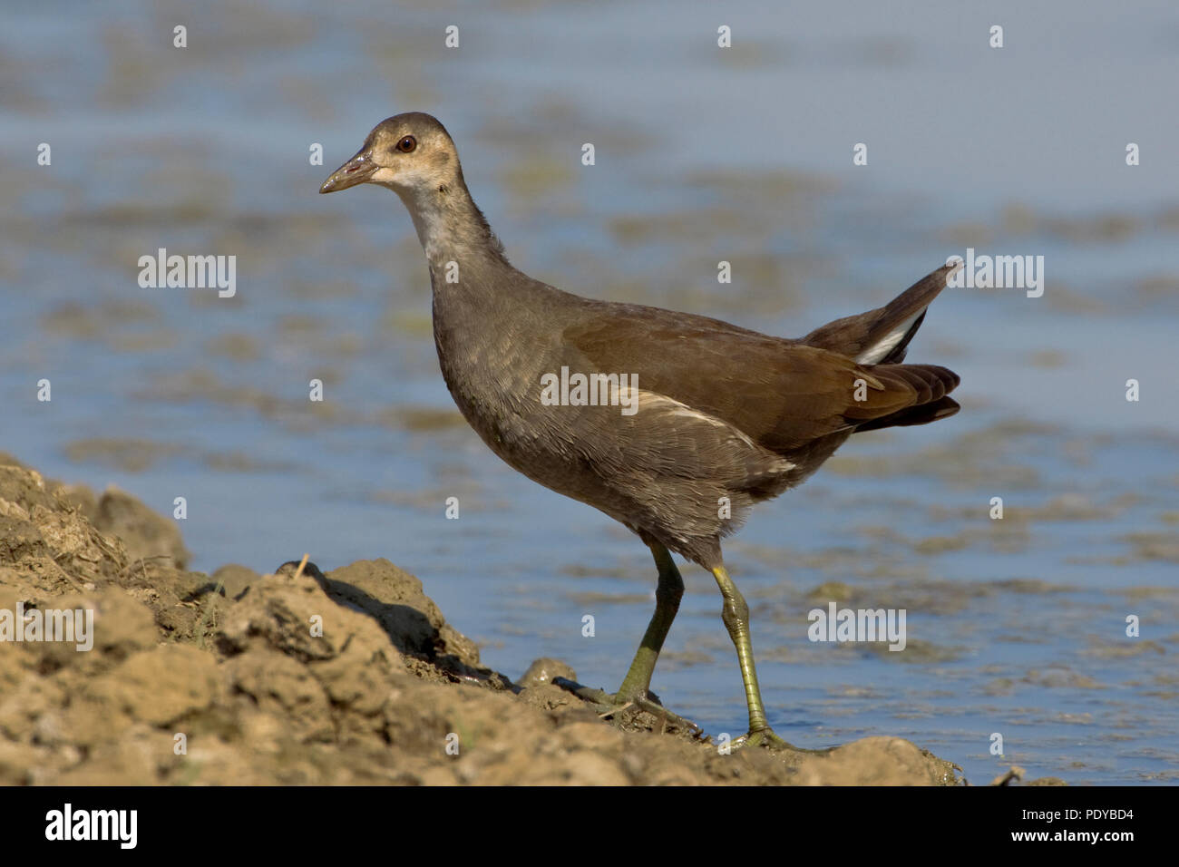 Galliformes hi-res stock photography and images - Alamy
