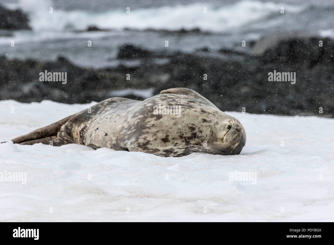Weddell seal lying in the snow in the South Shetland Islands Stock ...