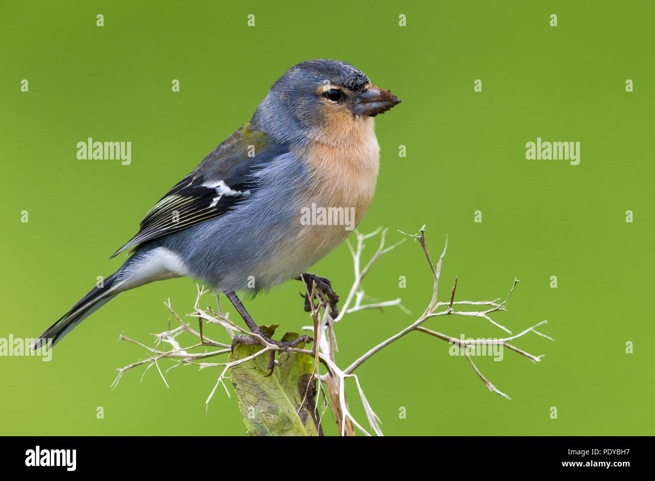 Male Chaffinch; Azores Chaffinch (Fringilla coelebs moreletti Stock ...