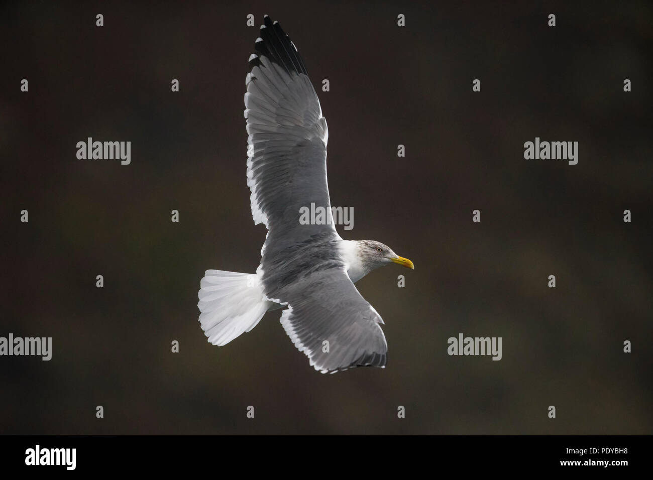 Flying adult Yellow-legged gull; Atlantic gull; Larus michahellis ...