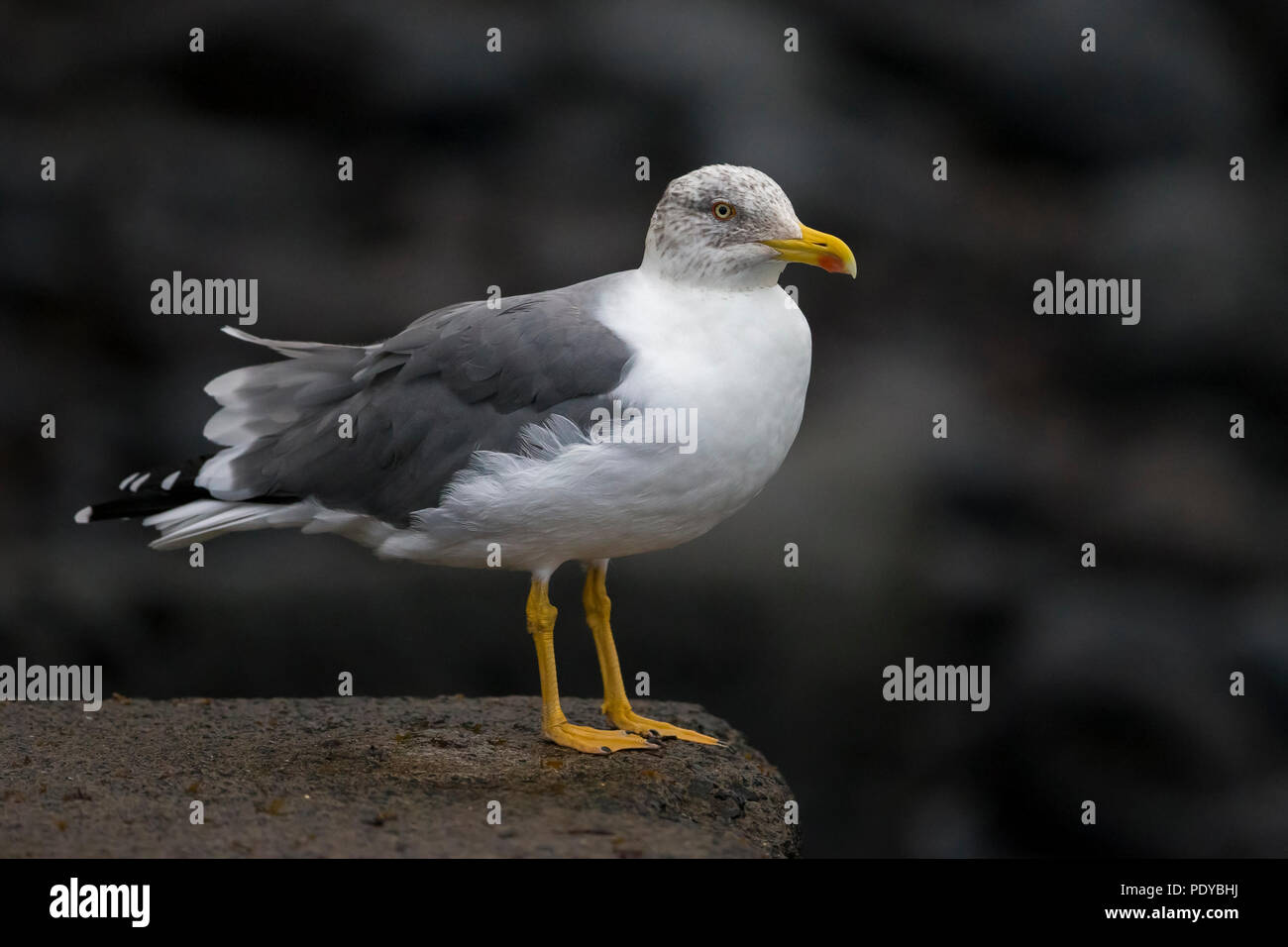 Corvo azores hi-res stock photography and images - Alamy