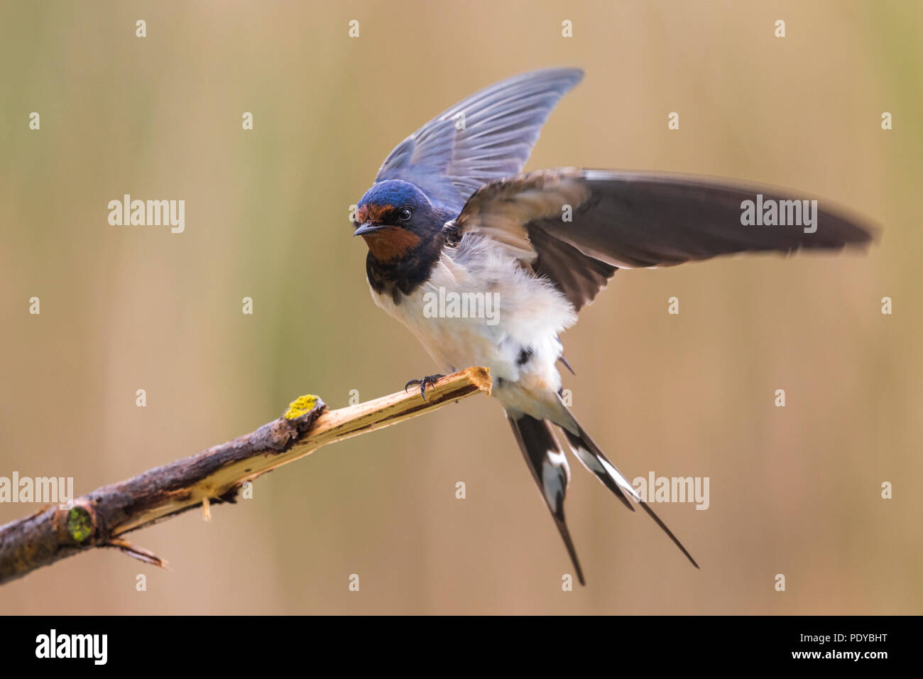 Barn Swallow; Hirundo rustica Stock Photo - Alamy