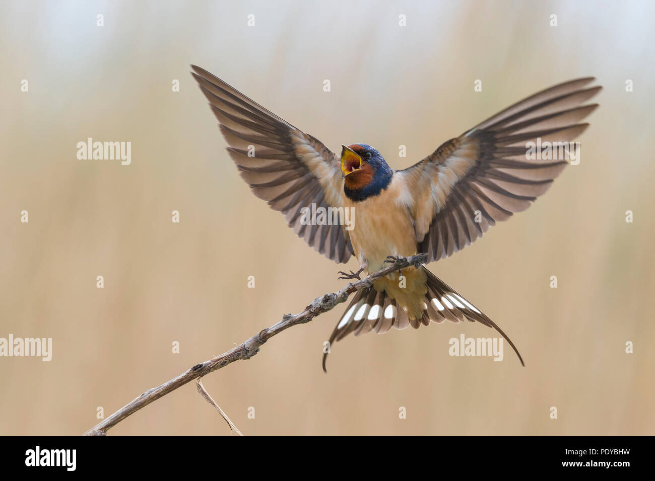 Barn swallow hi-res stock photography and images - Alamy
