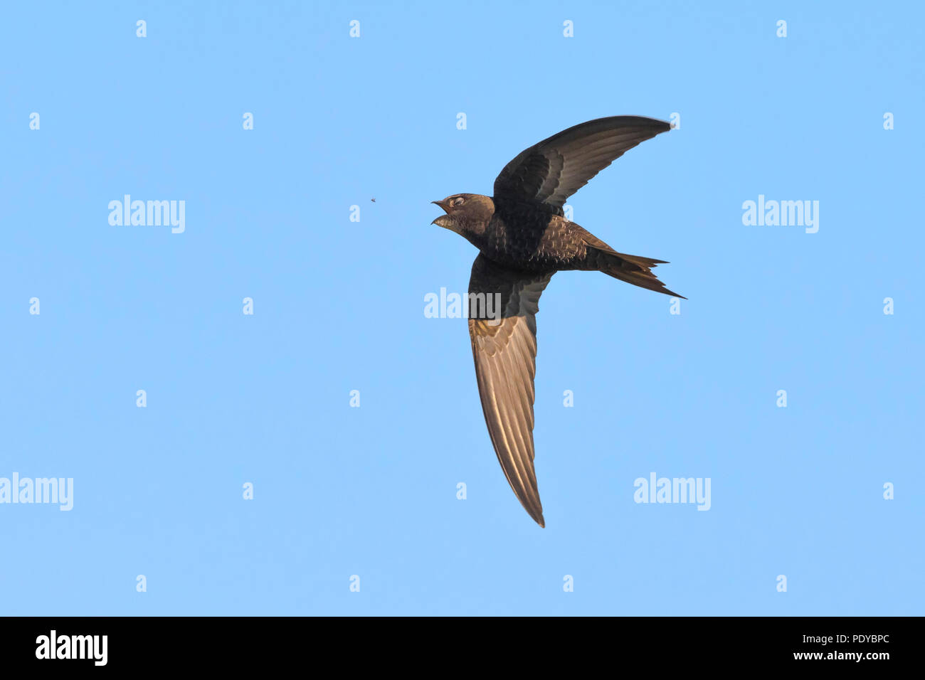 Common Swift; Apus apus Stock Photo - Alamy