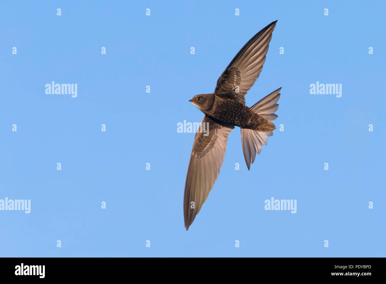 Common Swift; Apus apus Stock Photo - Alamy