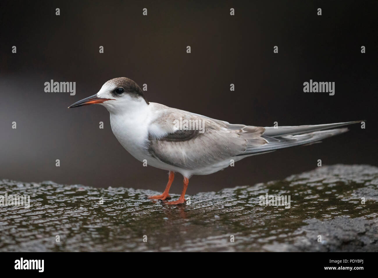 Common tern; Sterna hirundo Stock Photo - Alamy