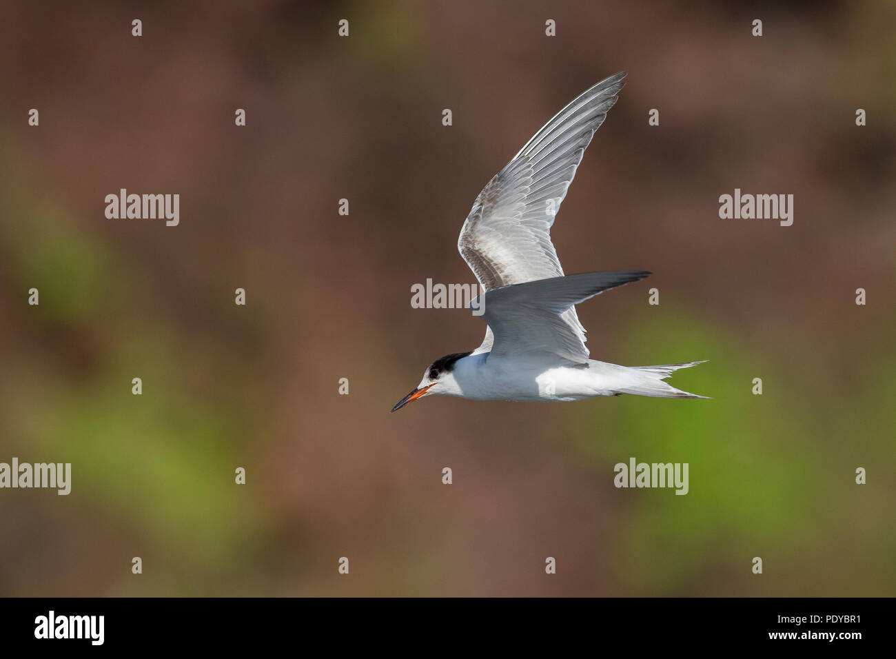Common tern; Sterna hirundo Stock Photo - Alamy