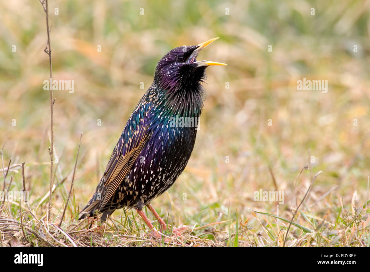 Common Starling sitting between shriveled grass with wide open bill ...