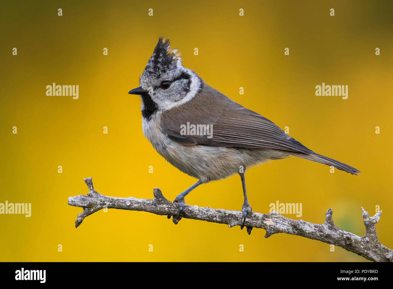 Crested Tit; Lophophanes cristatus Stock Photo - Alamy
